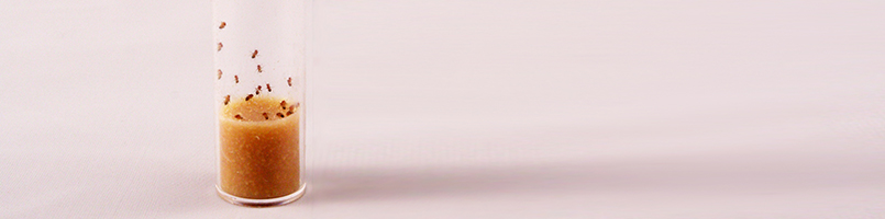 School Biological Specimens | Breckland Scientific Supplies UK ...