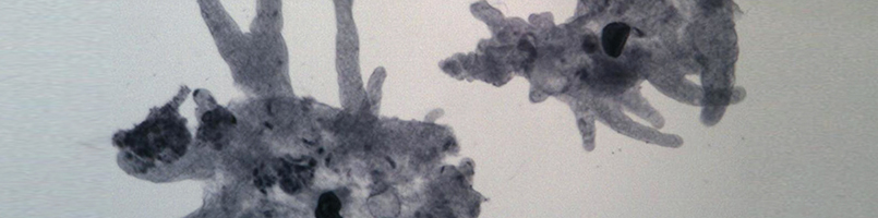 School Biological Specimens | Breckland Scientific Supplies UK ...