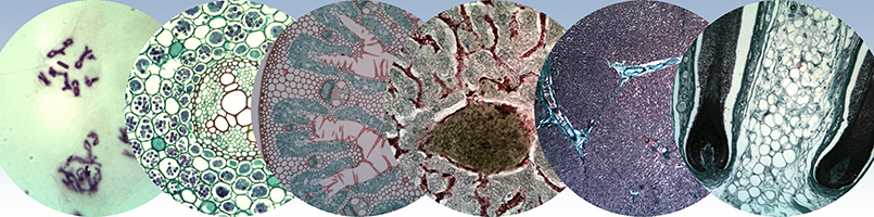 School Microscopy | Breckland Scientific Supplies UK ...