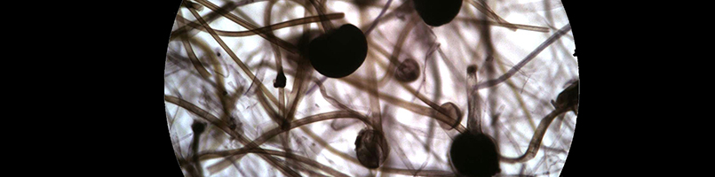 School Microscopy | Breckland Scientific Supplies UK ...