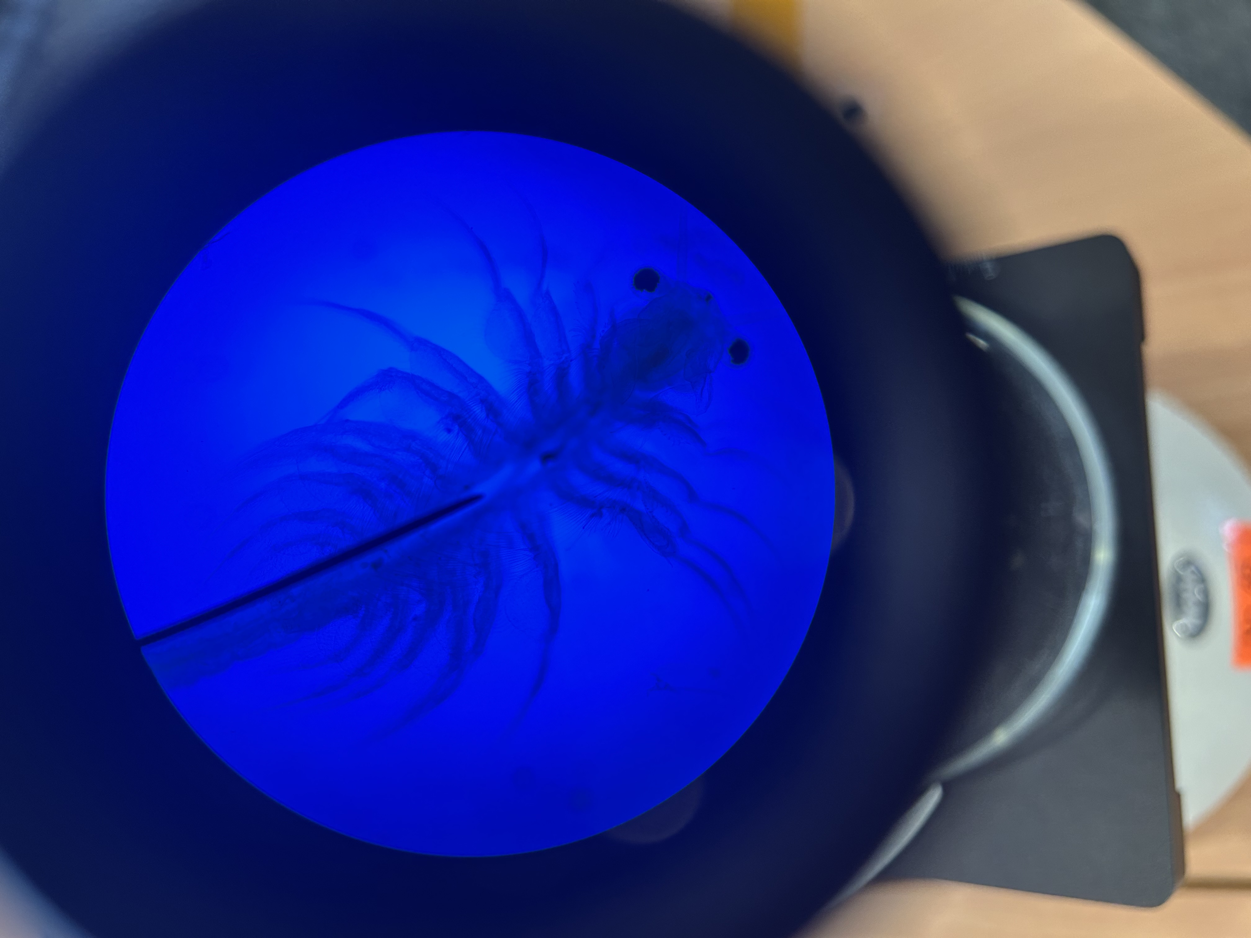 Bench (Heat-Proof) Mat 150 x 150 mm | School Science Equipment ...