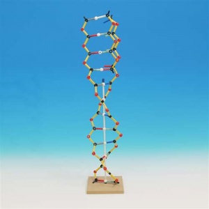 School DNA Models | Breckland Scientific Supplies UK ...
