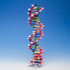 School DNA Models | Breckland Scientific Supplies UK ...