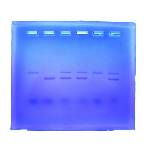 Breast Cancer Genetics Kit | School Science Equipment ...