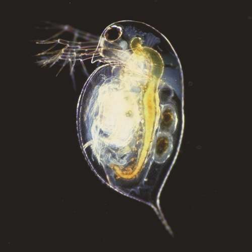 Daphnia (Water Flea) | School Science Equipment | brecklandscientific.co.uk