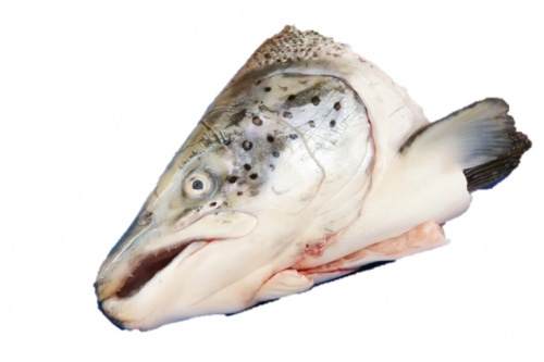 Fresh Frozen Fish Head (Large) | School Science Equipment ...