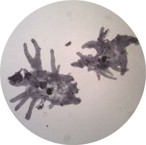 Protozoa - Live - Amoeba Proteus | School Science Equipment ...