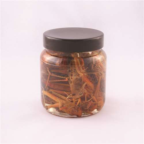 Preserved Specimen - Locust, Adult | School Science Equipment ...