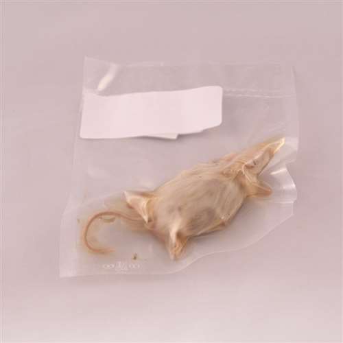 Preserved Specimen - Mus musculus (Mouse) - Formalin Free | School ...