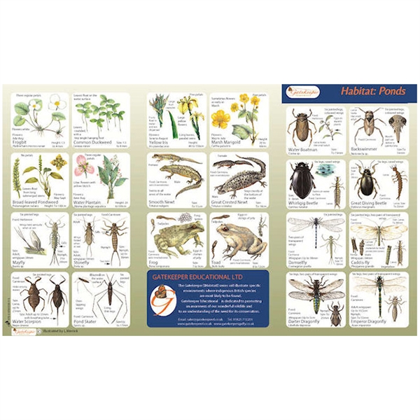 Ponds | School Science Equipment | brecklandscientific.co.uk