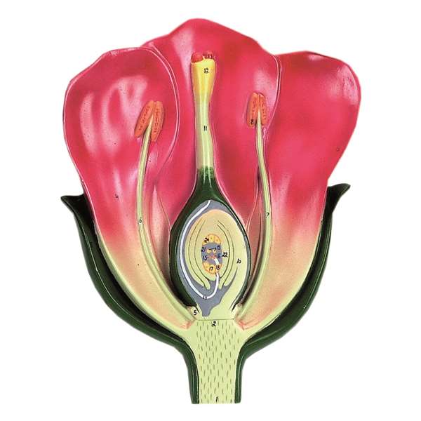 Flower Model | School Science Equipment | brecklandscientific.co.uk