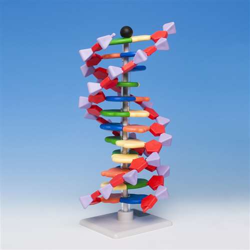 DNA 12 Layer Kit | School Science Equipment | brecklandscientific.co.uk