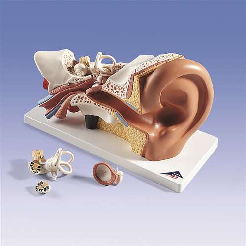 Ear Model - Standard | School Science Equipment | brecklandscientific.co.uk