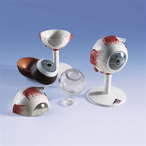 Eye Model - Standard | School Science Equipment | brecklandscientific.co.uk