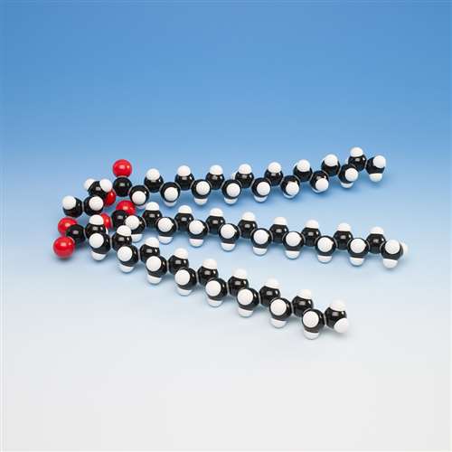 Molymod® Fat | School Science Equipment | brecklandscientific.co.uk