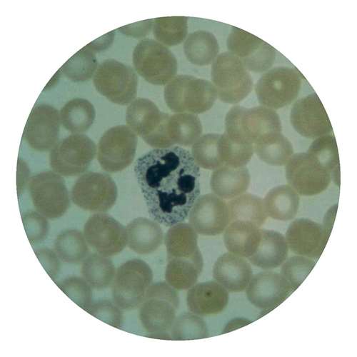 Human Blood Smear, Unstained | School Science Equipment ...