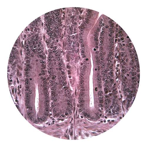 Small Intestine, LS General Structure | School Science Equipment ...