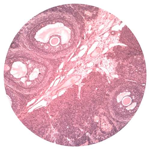 Ovary, TS | School Science Equipment | brecklandscientific.co.uk