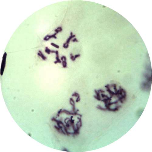 Slide Set, Mitosis & Meiosis | School Science Equipment ...
