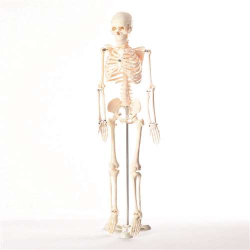 Skeleton Model - Basic | School Science Equipment | brecklandscientific ...