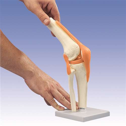 Knee Joint Model | School Science Equipment | brecklandscientific.co.uk
