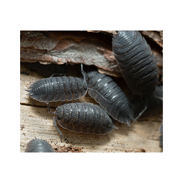 Woodlice, Pack of 10 | School Science Equipment | brecklandscientific.co.uk